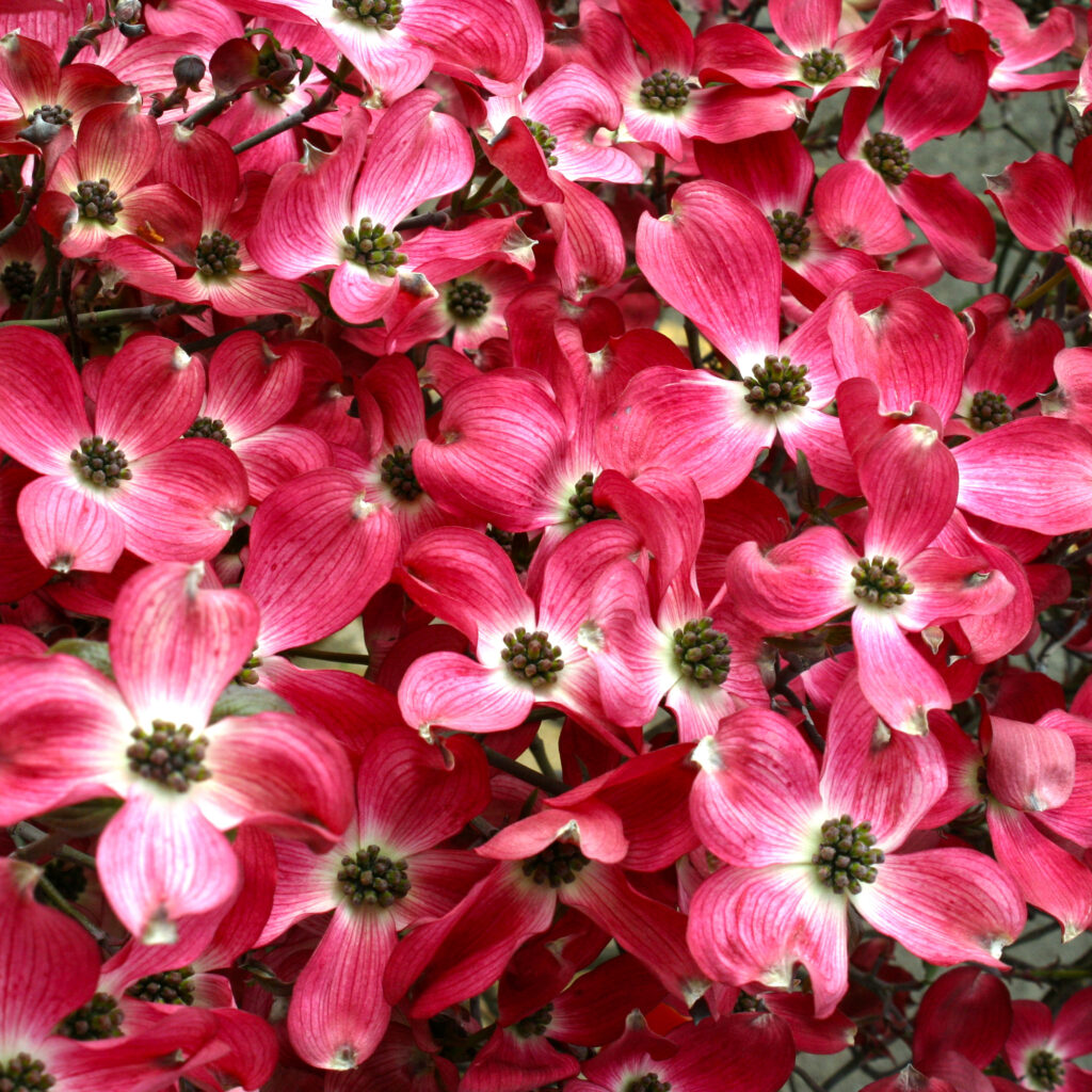 Cherokee Brave Dogwood Tree – Youngs Garden Center | Roseburg Oregon