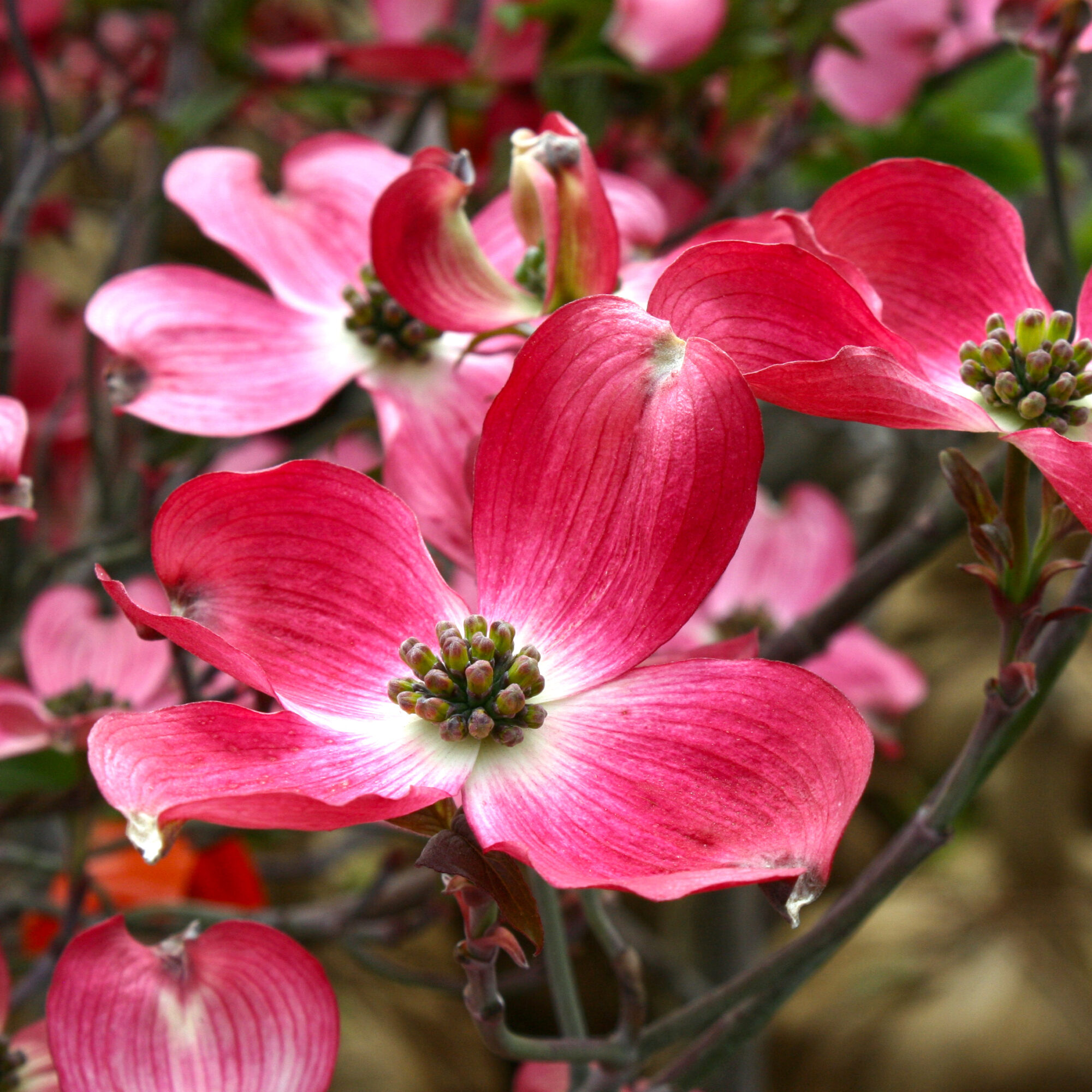 Cherokee Brave Dogwood Tree – Youngs Garden Center | Roseburg Oregon