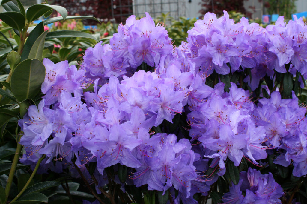 Blaney’s Blue Rhody – Youngs Garden Center | Roseburg Oregon