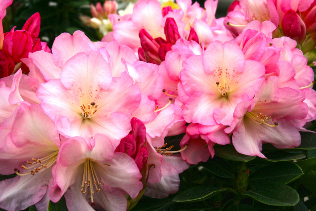 Bruce Brechtbill Rhody – Youngs Garden Center | Roseburg Oregon