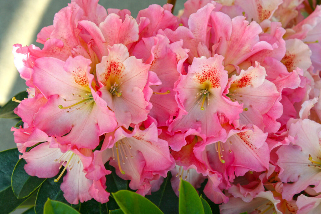 Coral Mist Rhody – Youngs Garden Center | Roseburg Oregon