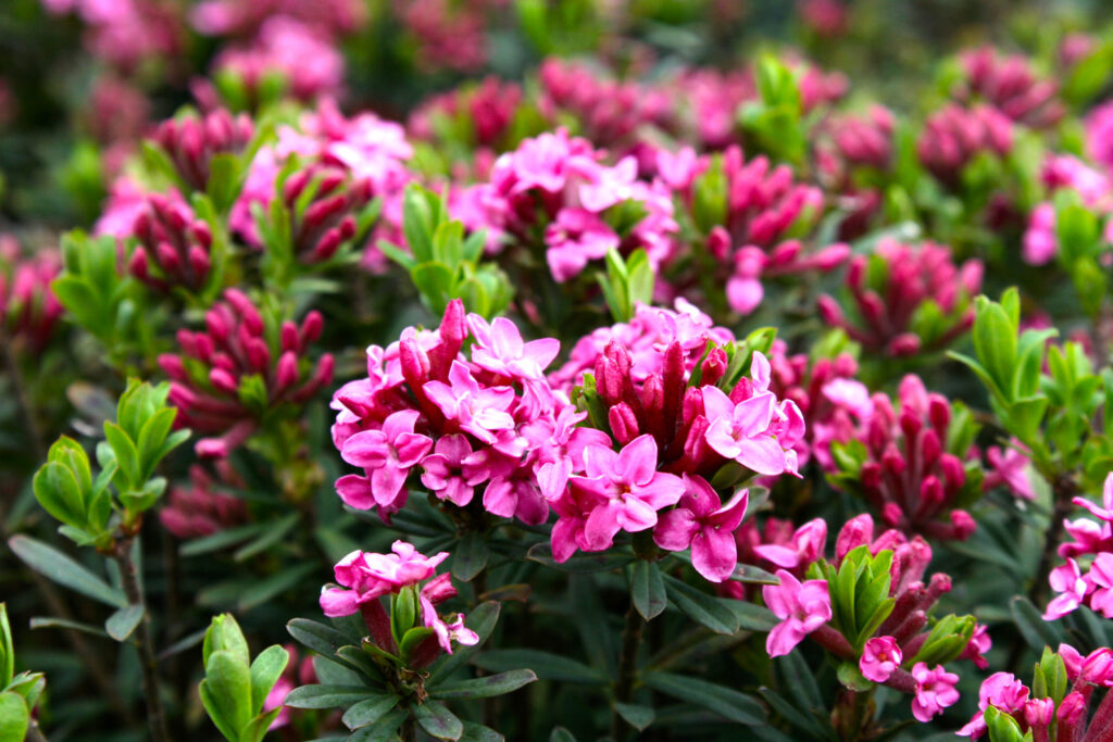 Daphne – Youngs Garden Center | Roseburg Oregon
