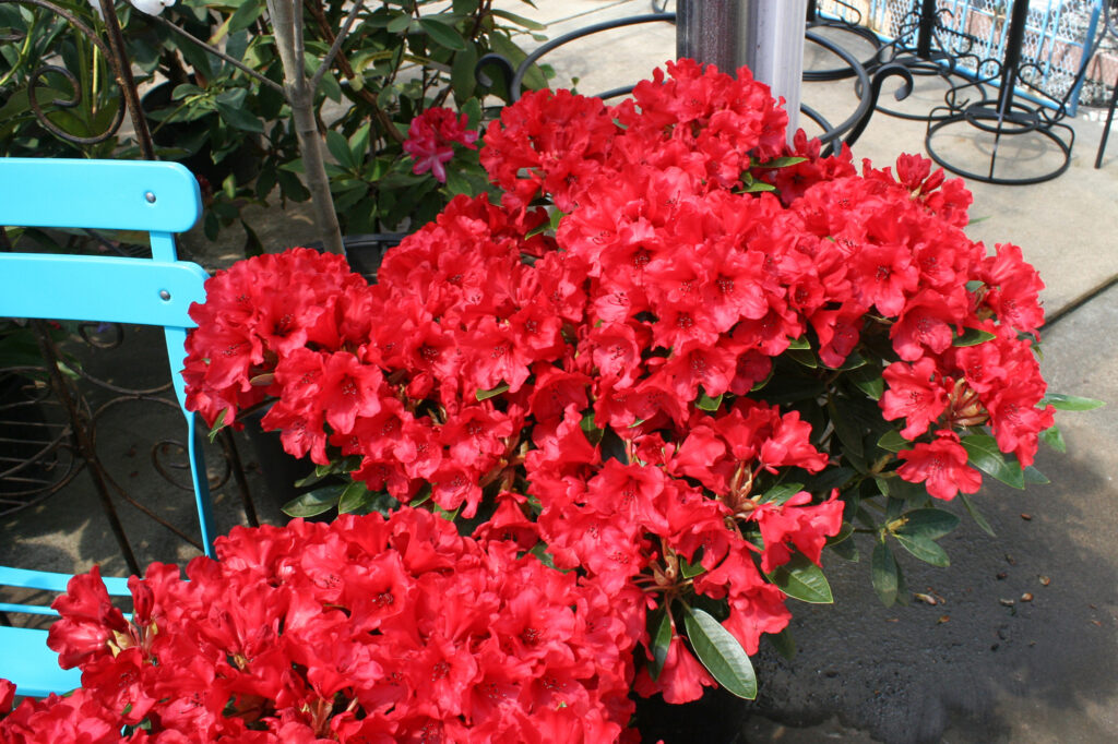 Whitney’s Dwarf Red Rhody – Youngs Garden Center | Roseburg Oregon