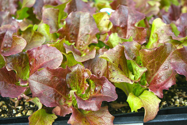 Vegetables: Guide to Lettuce – Youngs Garden Center | Roseburg Oregon