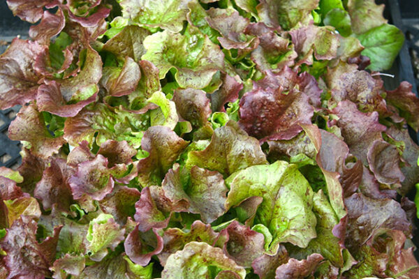 Vegetables: Guide to Lettuce – Youngs Garden Center | Roseburg Oregon