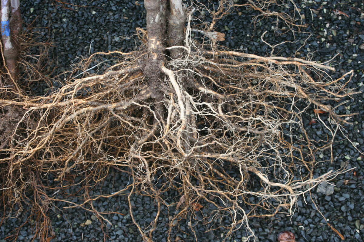 Bare Root Fruit Trees – Youngs Garden Center | Roseburg Oregon