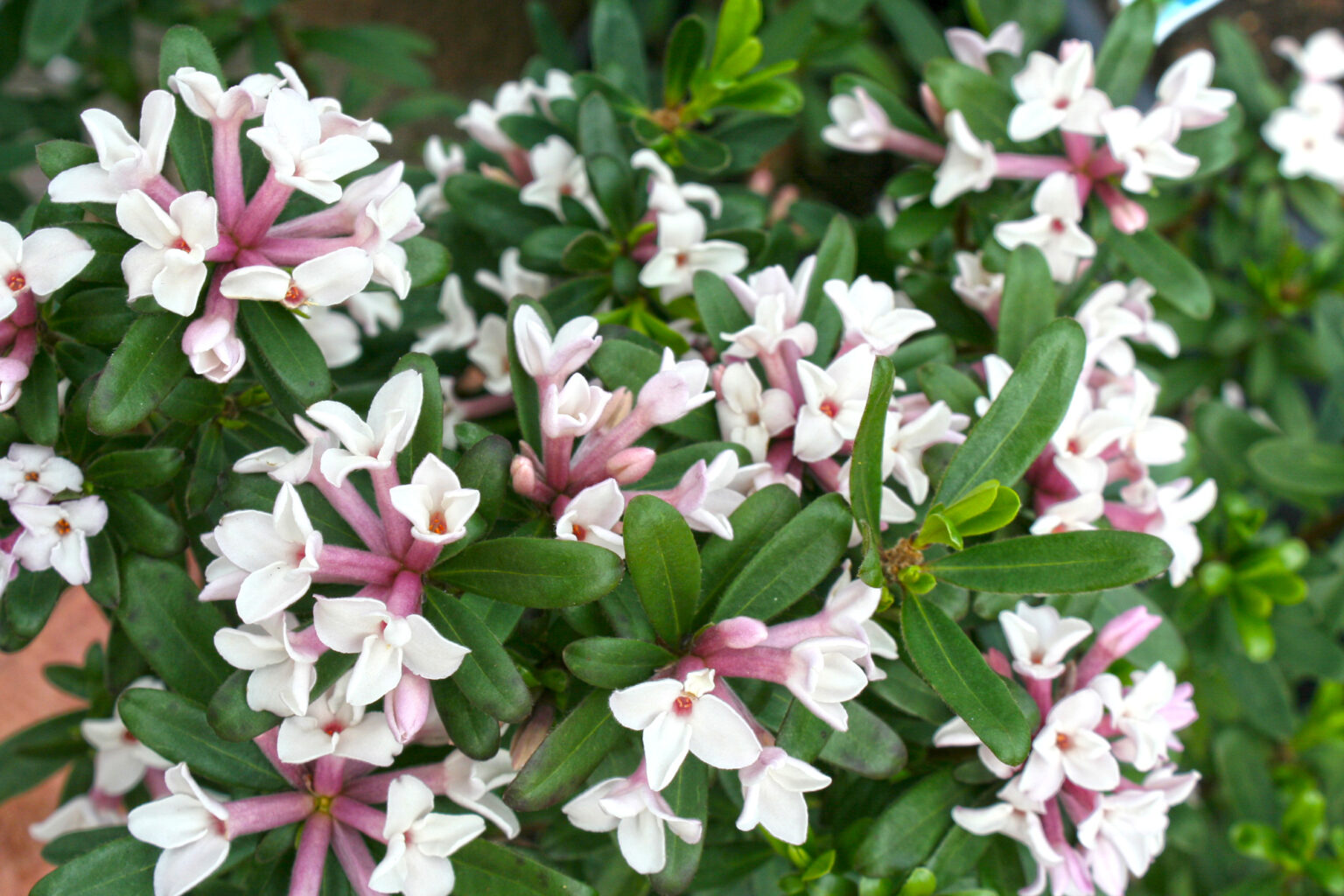 Daphne – Youngs Garden Center | Roseburg Oregon