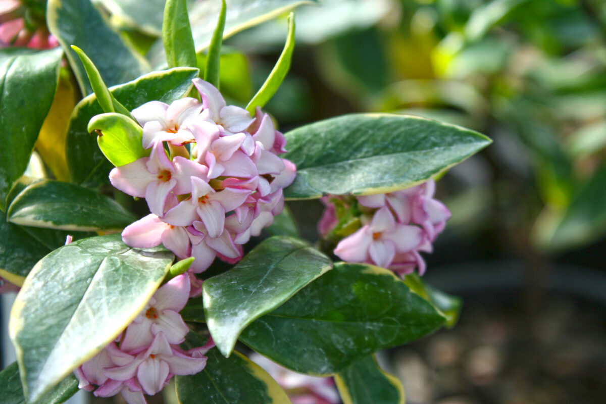 Daphne – Youngs Garden Center | Roseburg Oregon