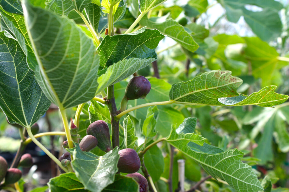 Ficus carica – Fig – Youngs Garden Center | Roseburg Oregon