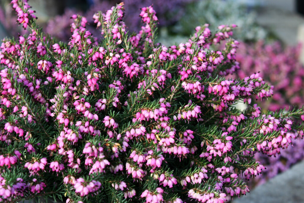 Erica – Winter Heather - Youngs Garden Center | Roseburg Oregon