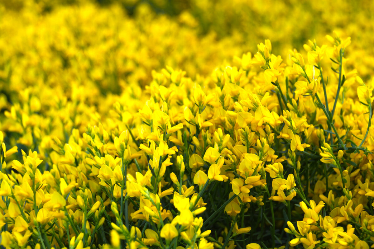 Genista lydia – Lydia Broom – Youngs Garden Center | Roseburg Oregon
