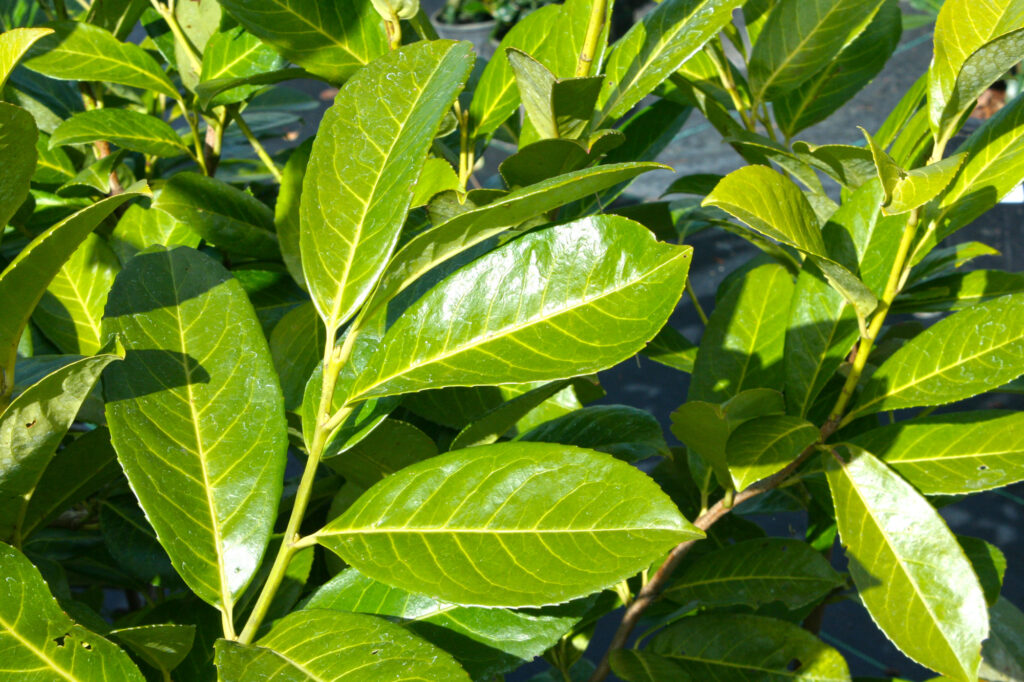 Prunus laurocerasus – English Laurel – Youngs Garden Center | Roseburg ...