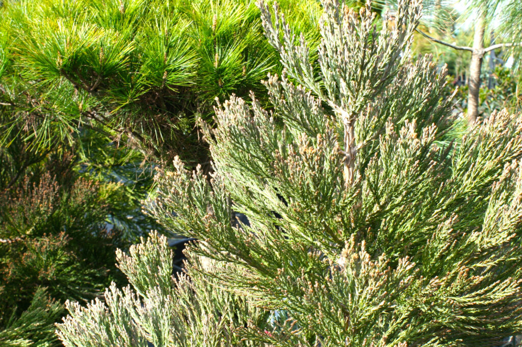 Sequoioideae – Redwood – Youngs Garden Center | Roseburg Oregon