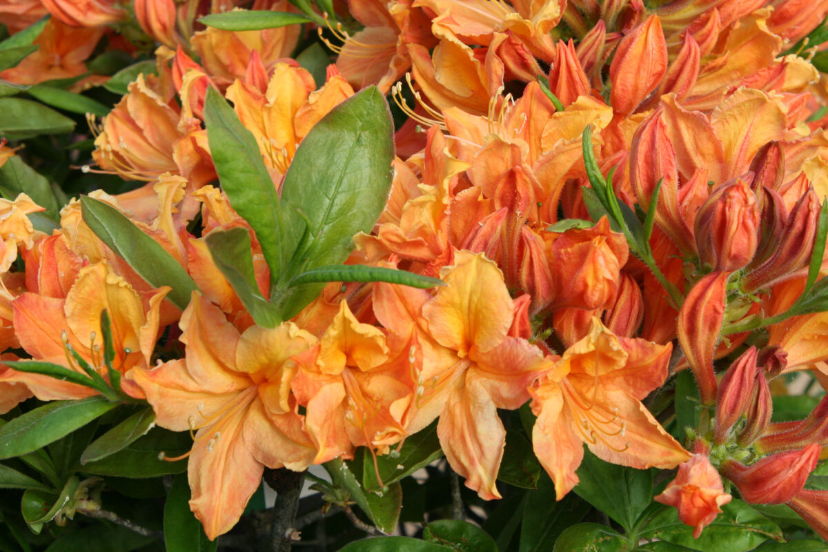 Deciduous Azalea Golden Lights – Youngs Garden Center | Roseburg Oregon