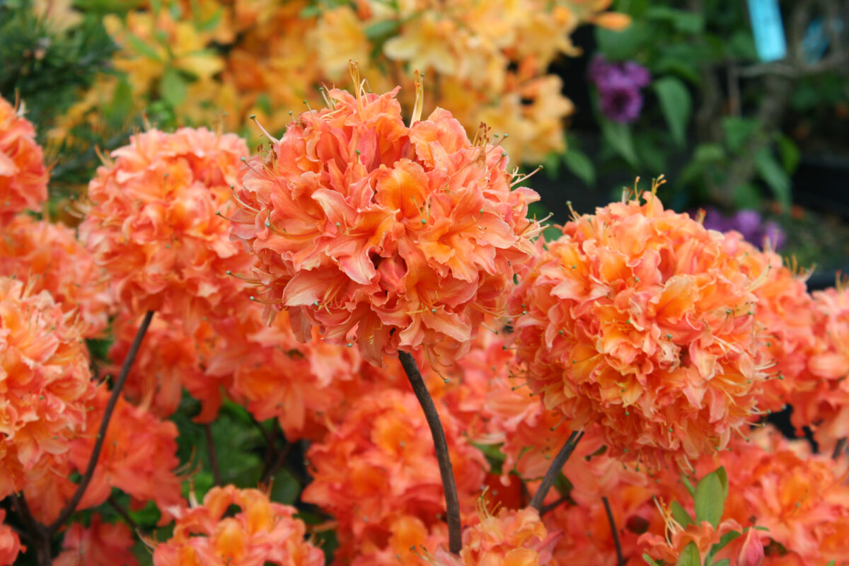 Deciduous Azalea Mandarin Lights – Youngs Garden Center | Roseburg Oregon