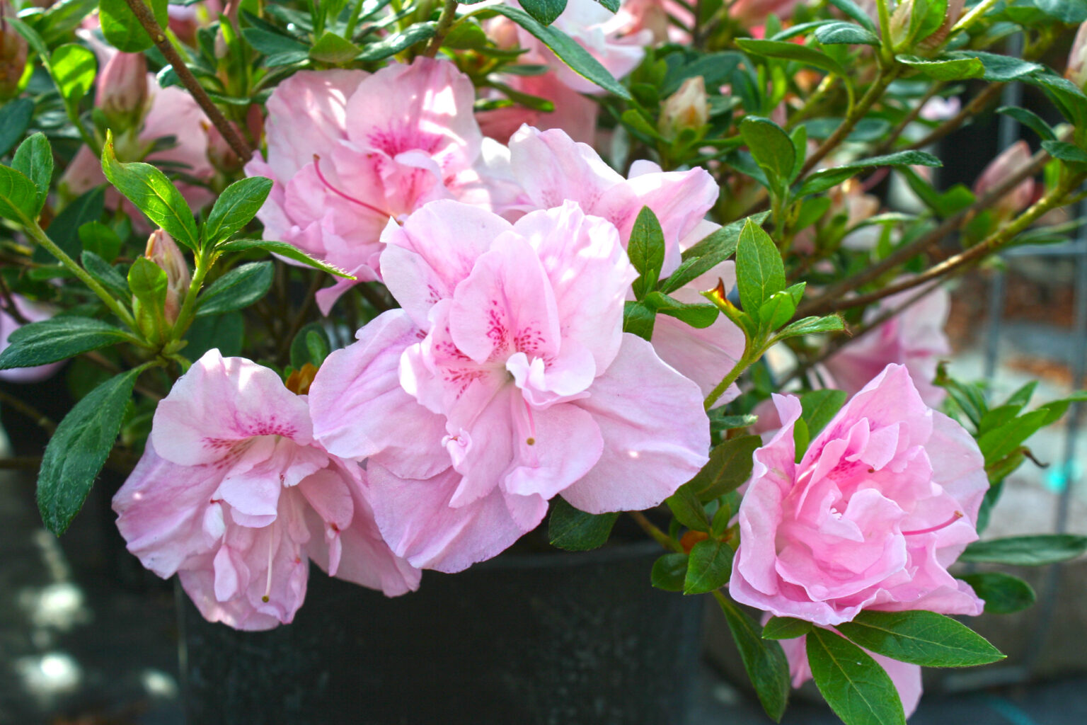 Evergreen Azalea Nancy of Robin Hill – Youngs Garden Center | Roseburg ...