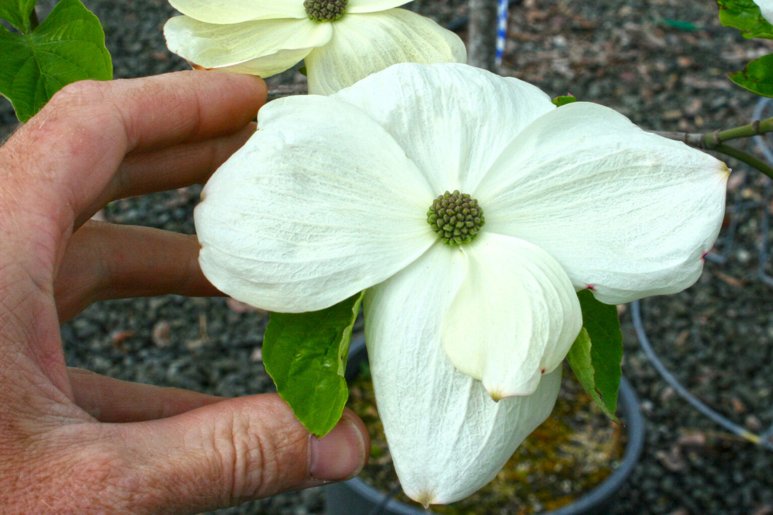 Eddie’s White Wonder Dogwood Tree – Youngs Garden Center | Roseburg Oregon