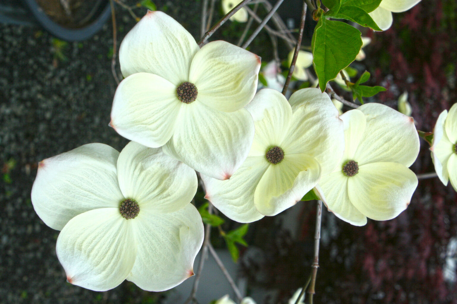 Eddie’s White Wonder Dogwood Tree – Youngs Garden Center | Roseburg Oregon