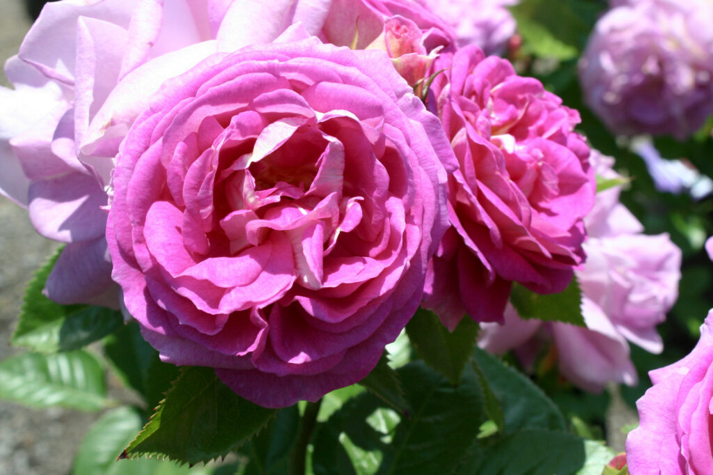 Arctic Blue Rose Bush – Youngs Garden Center | Roseburg Oregon