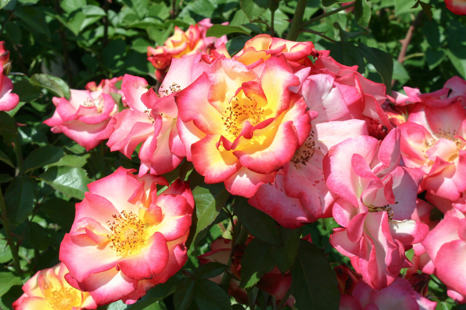 Betty Boop Rose Bush – Youngs Garden Center | Roseburg Oregon