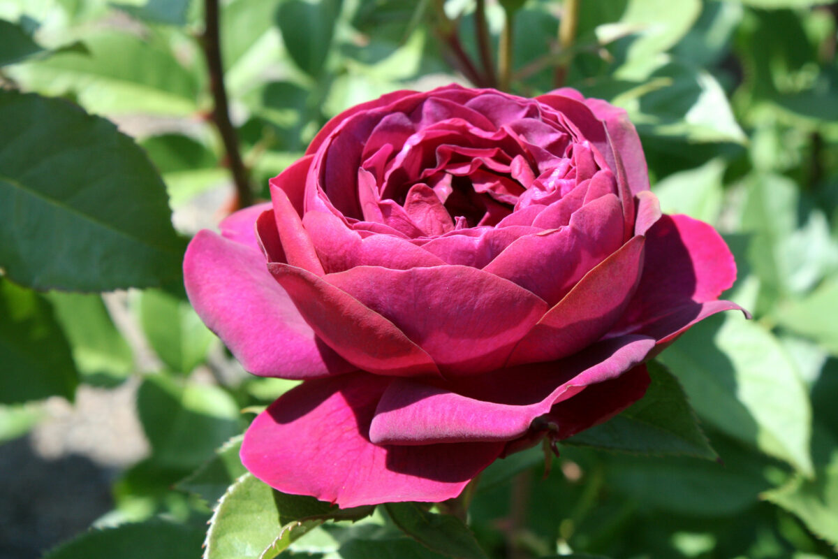 Celestial Night Rose Bush – Youngs Garden Center | Roseburg Oregon