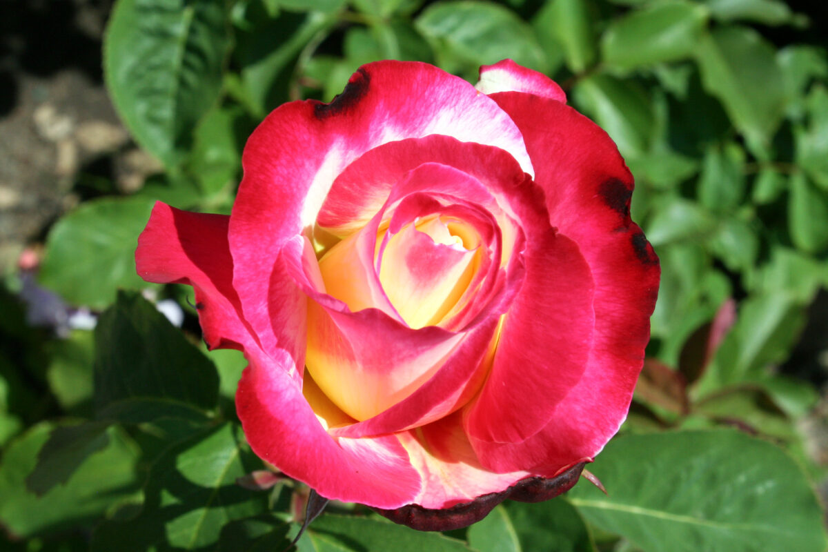 Double Delight Rose Bush – Youngs Garden Center | Roseburg Oregon