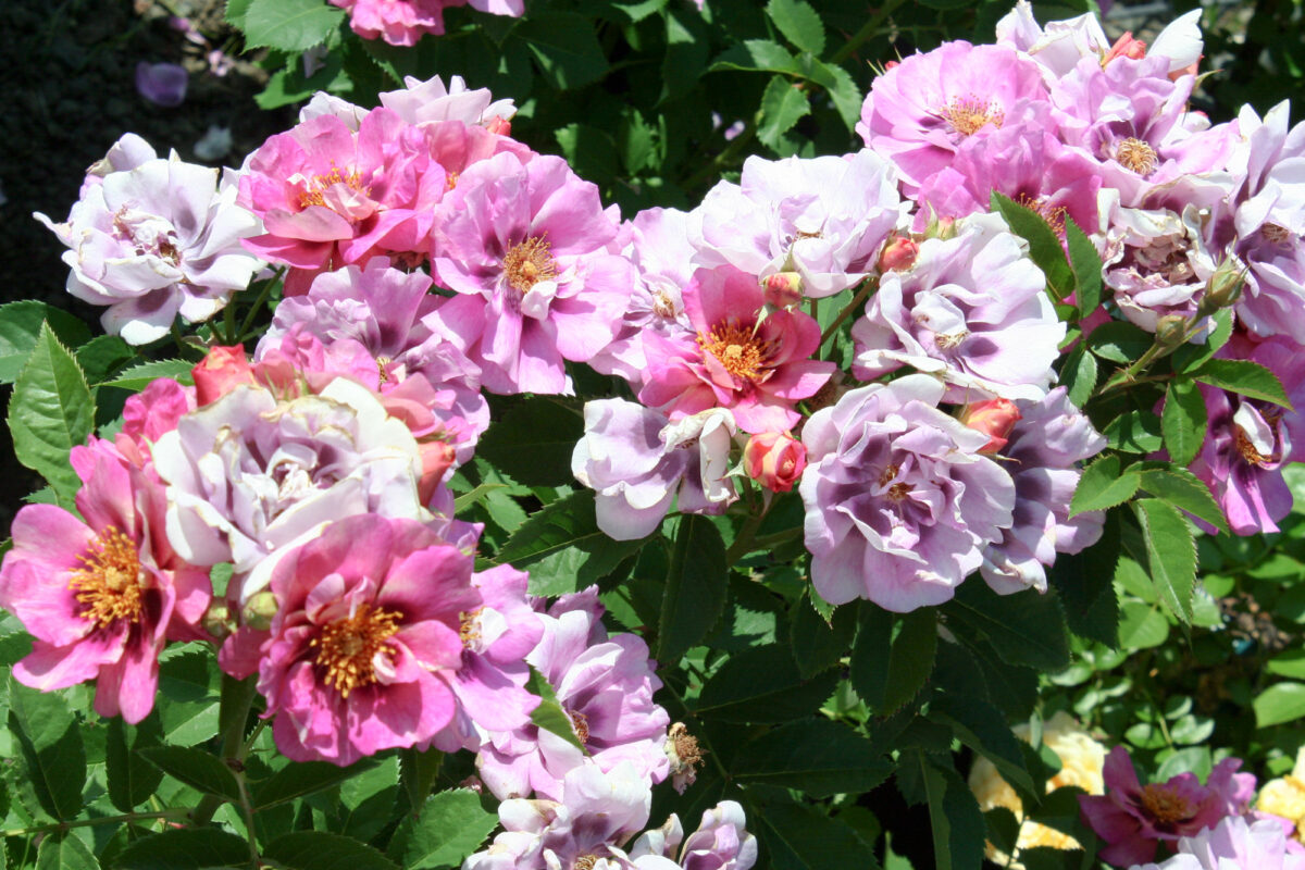 Easy on the Eyes Rose Bush – Youngs Garden Center | Roseburg Oregon