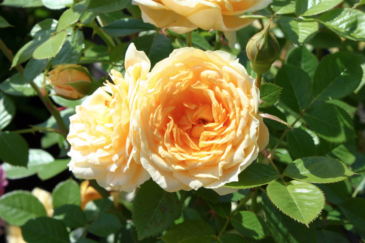 Edith’s Darling Rose Bush – Youngs Garden Center | Roseburg Oregon