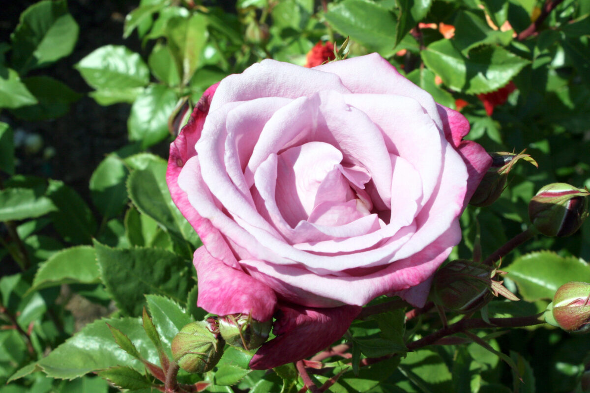 Fragrant Plum Rose Bush – Youngs Garden Center | Roseburg Oregon