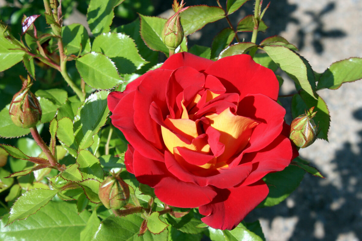 Ketchup & Mustard Rose Bush – Youngs Garden Center | Roseburg Oregon