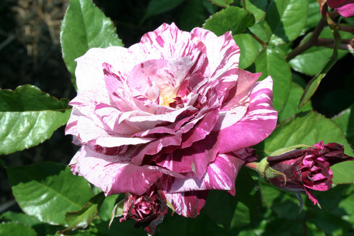 Purple Tiger Rose Bush – Youngs Garden Center | Roseburg Oregon
