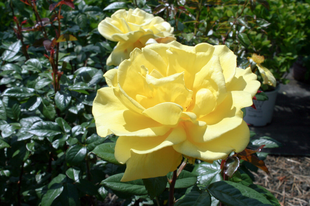 Radiant Perfume Rose Bush – Youngs Garden Center | Roseburg Oregon