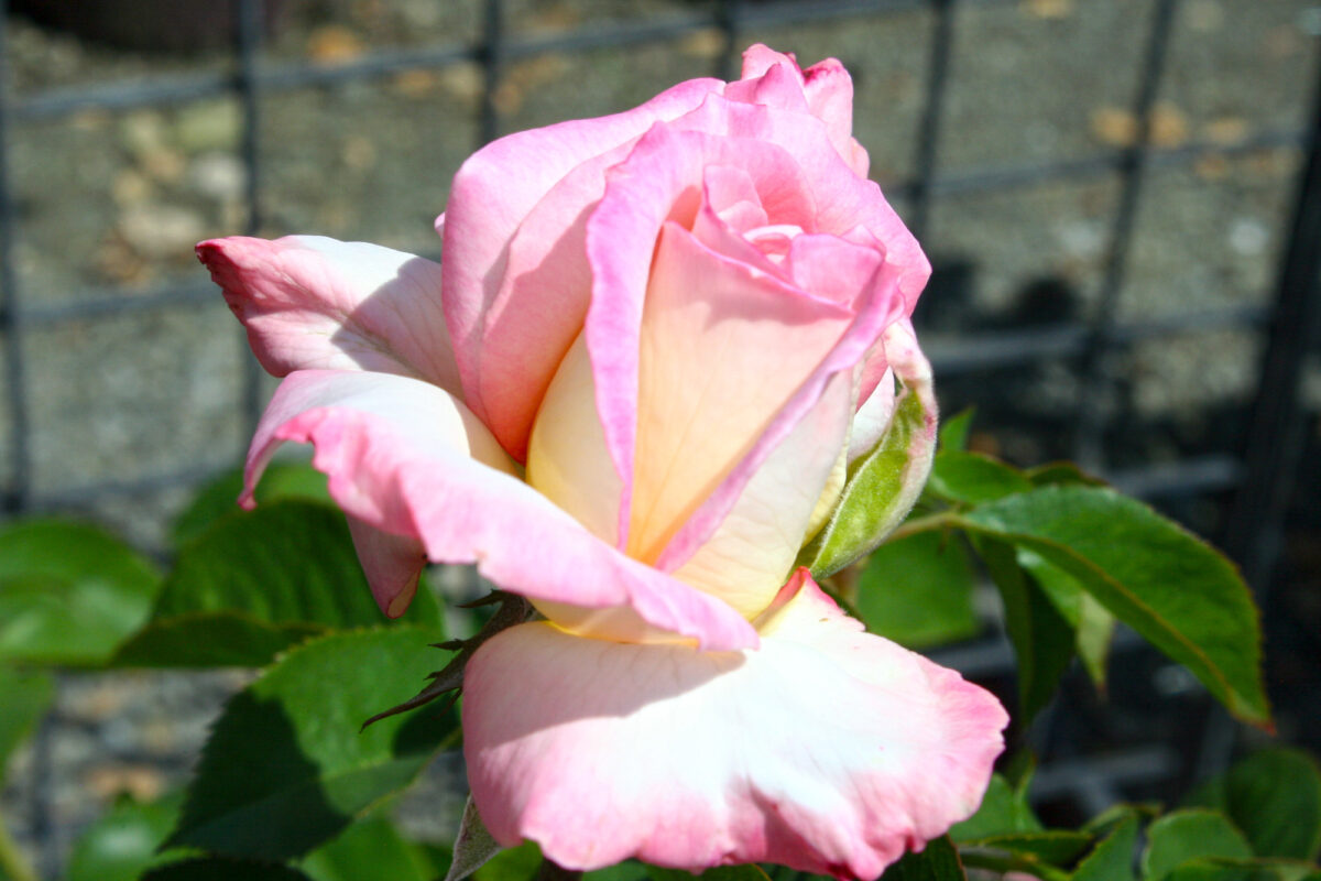 Secret Rose Bush – Youngs Garden Center | Roseburg Oregon