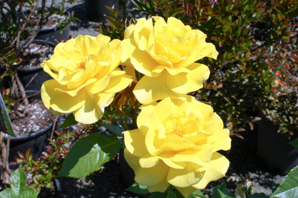 Sunsprite Rose Bush – Youngs Garden Center | Roseburg Oregon