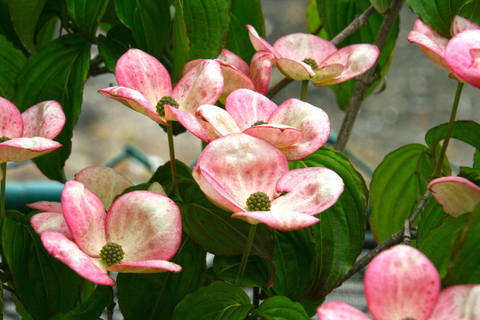 Satomi Dogwood Tree – Youngs Garden Center | Roseburg Oregon