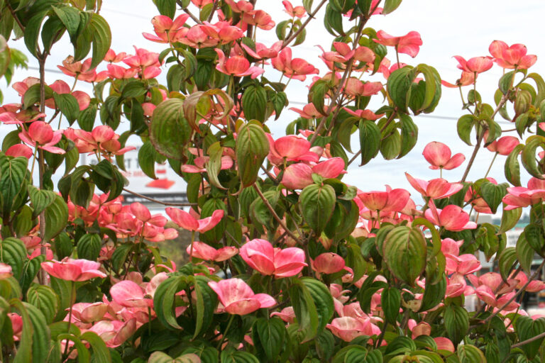 Satomi Dogwood Tree – Youngs Garden Center | Roseburg Oregon