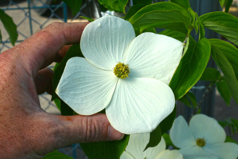 Starlight Dogwood Tree – Youngs Garden Center | Roseburg Oregon