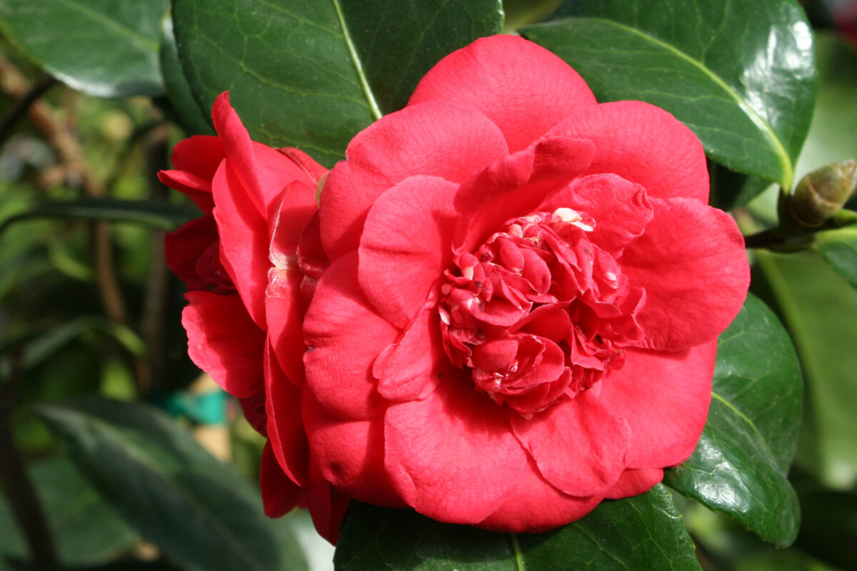 Camellia – Youngs Garden Center | Roseburg Oregon