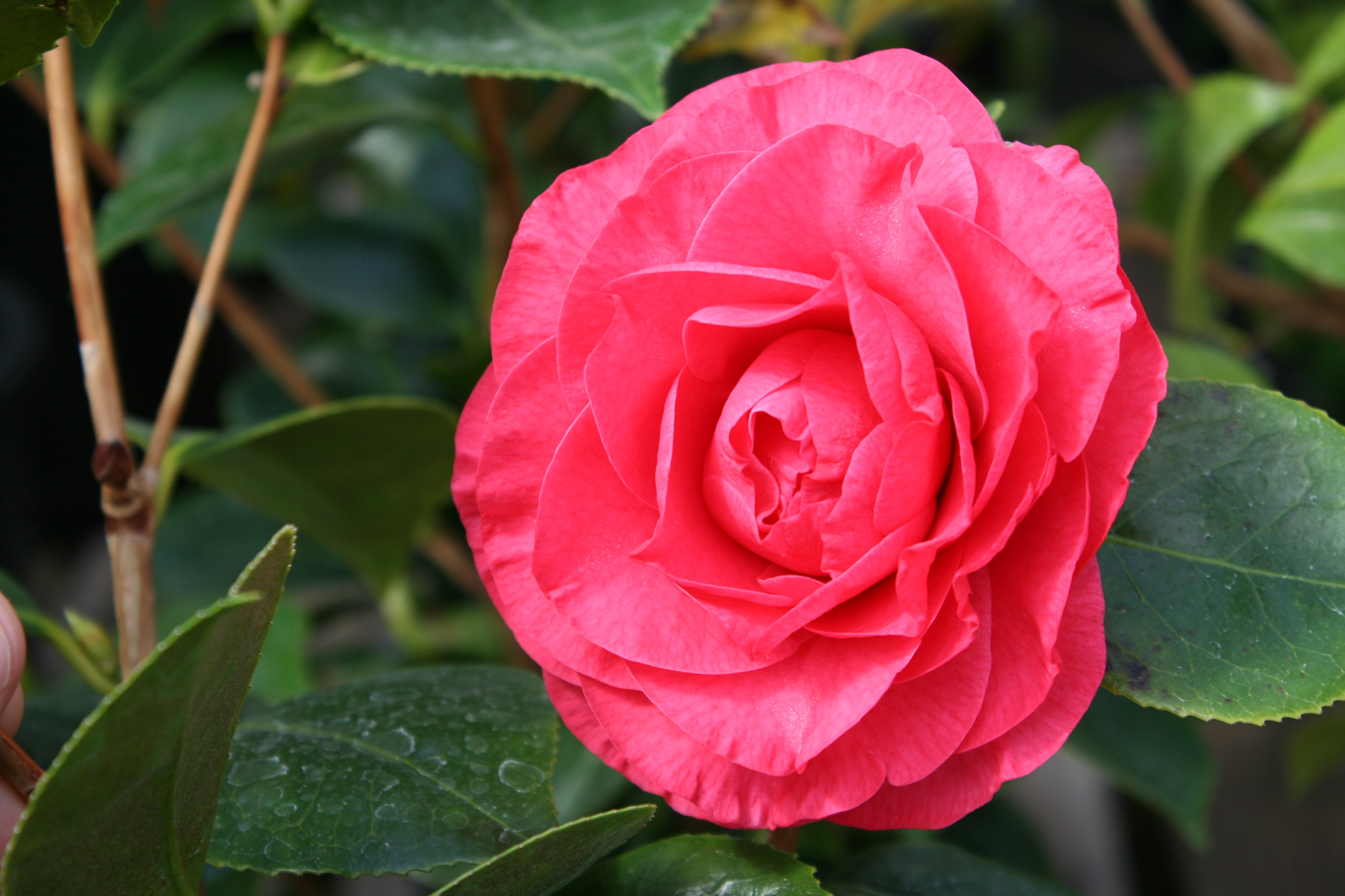 Camellia – Youngs Garden Center | Roseburg Oregon