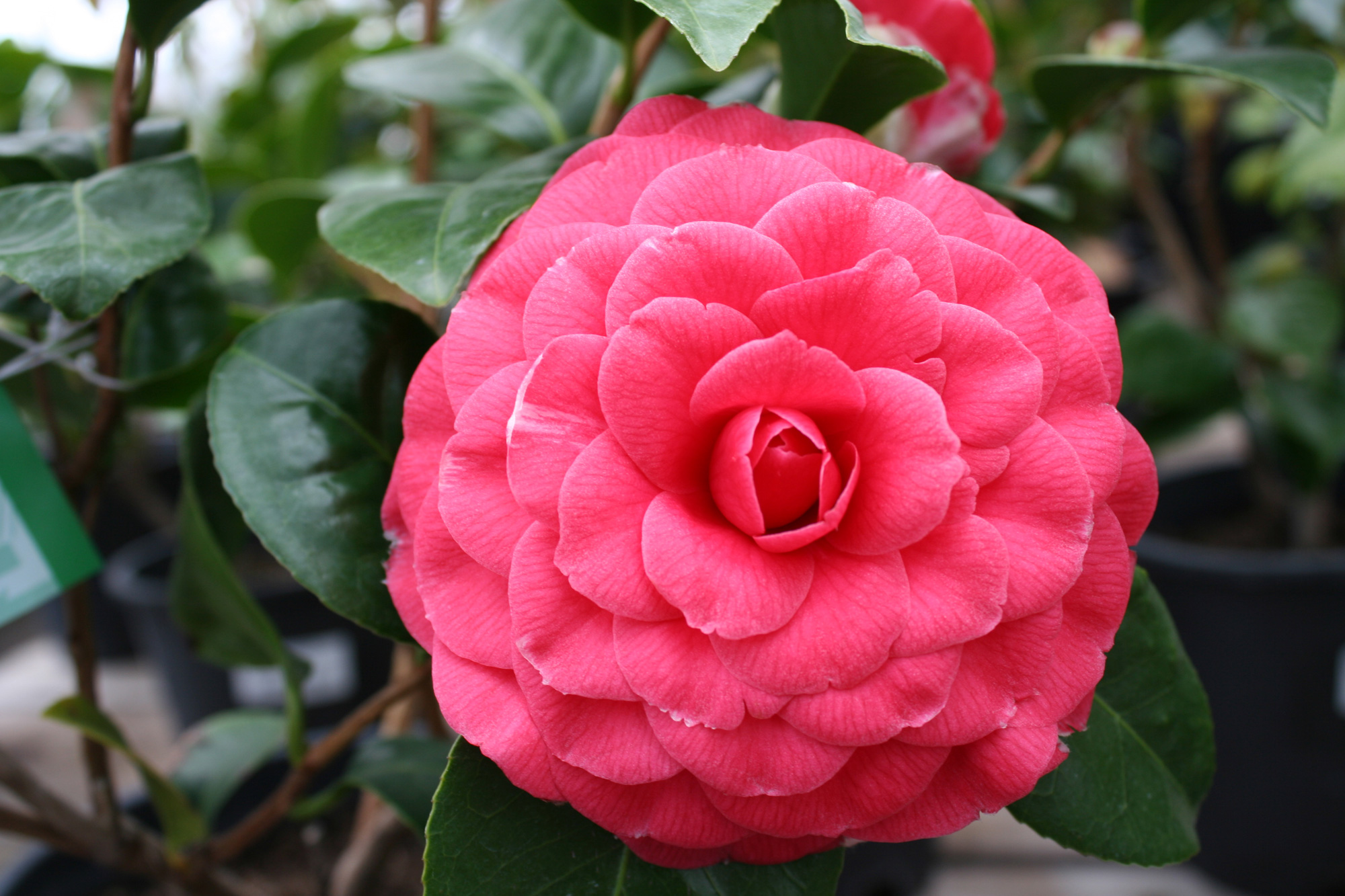 Camellia – Youngs Garden Center | Roseburg Oregon