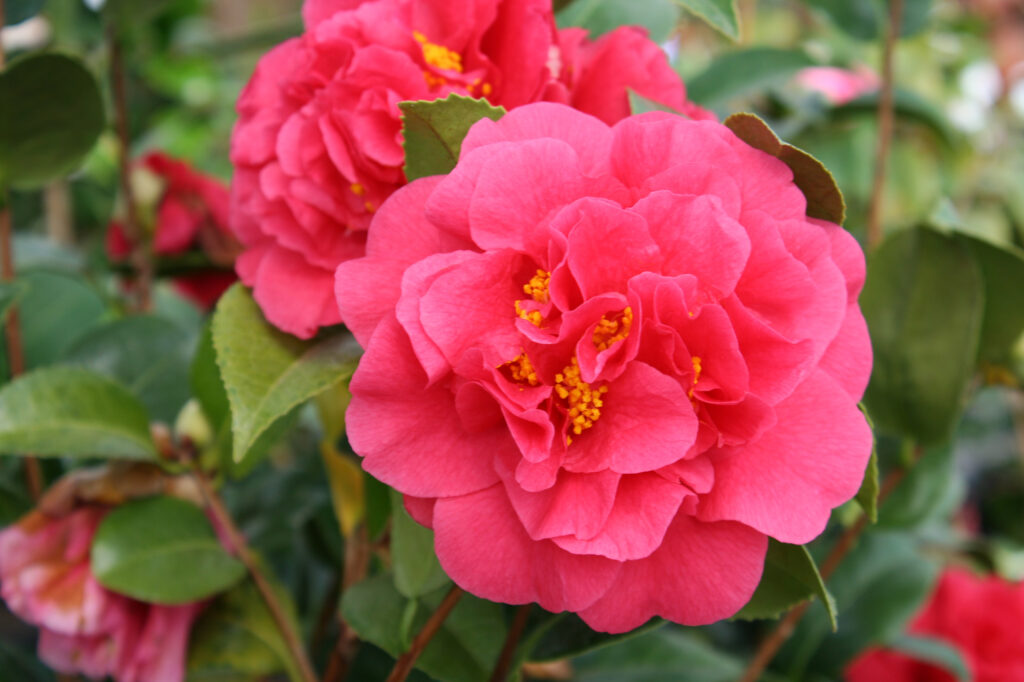 Camellia – Youngs Garden Center | Roseburg Oregon