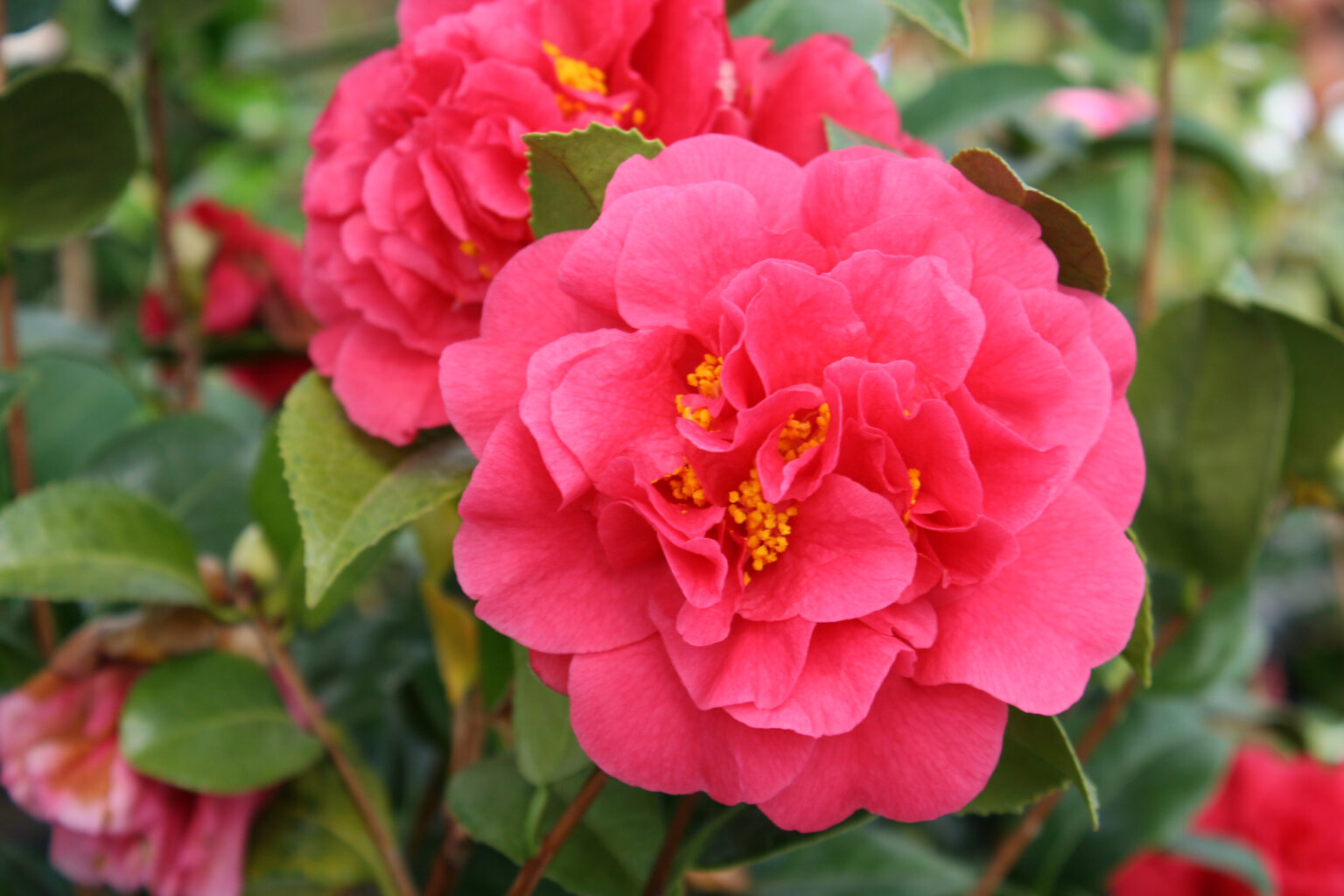 Camellia – Youngs Garden Center | Roseburg Oregon