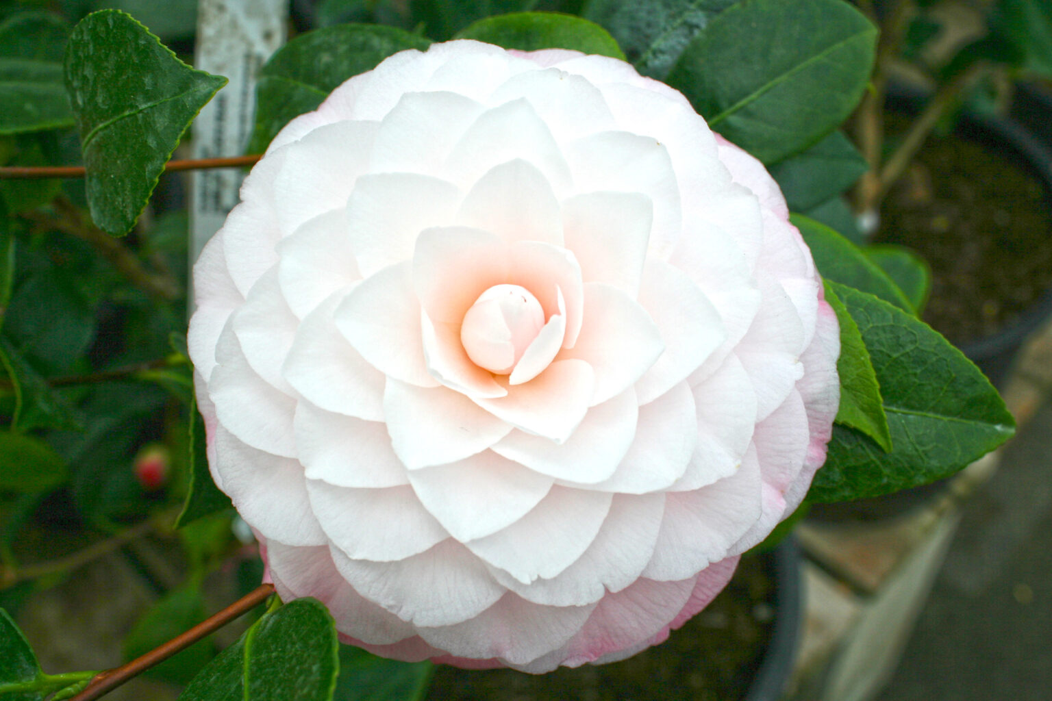 Camellia – Youngs Garden Center | Roseburg Oregon